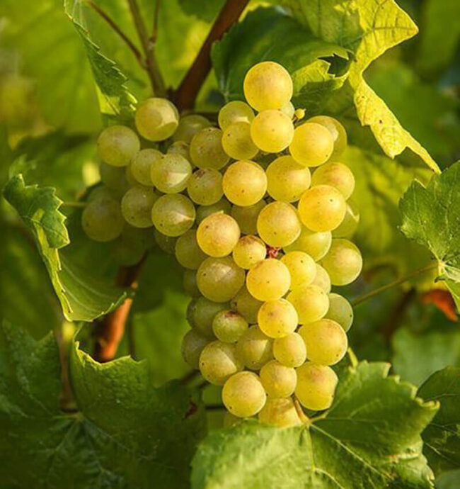 Which Grape Varieties Are Used to Make Champagne?